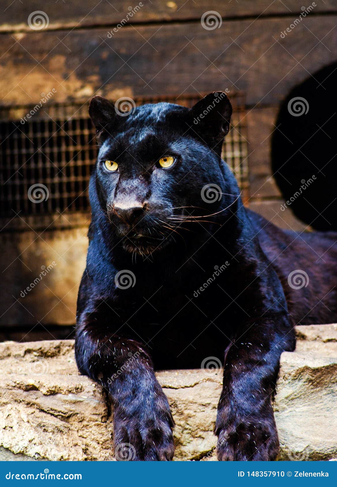 Beautiful black Panther stock photo. Image of expressive - 148357910