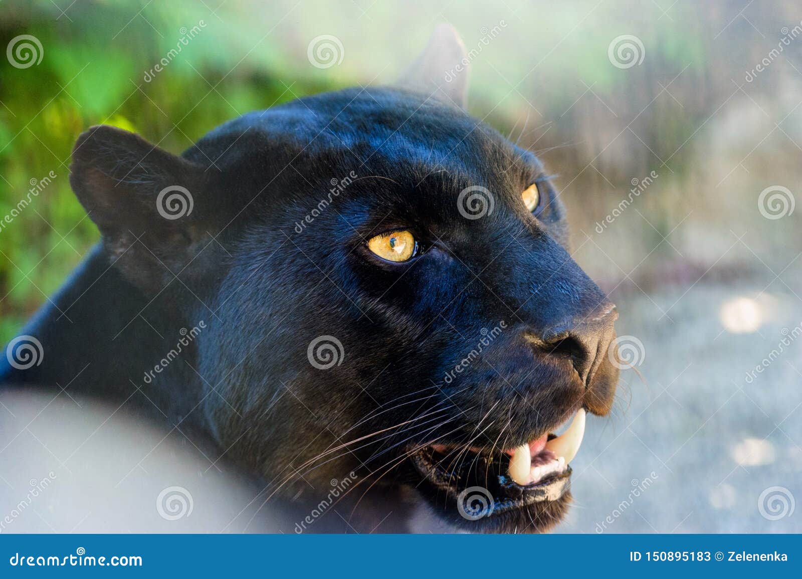 Beautiful black panther stock image. Image of panthera - 150895183