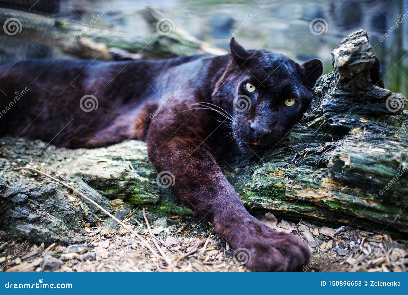 Beautiful black Panther stock image. Image of canine - 150896653