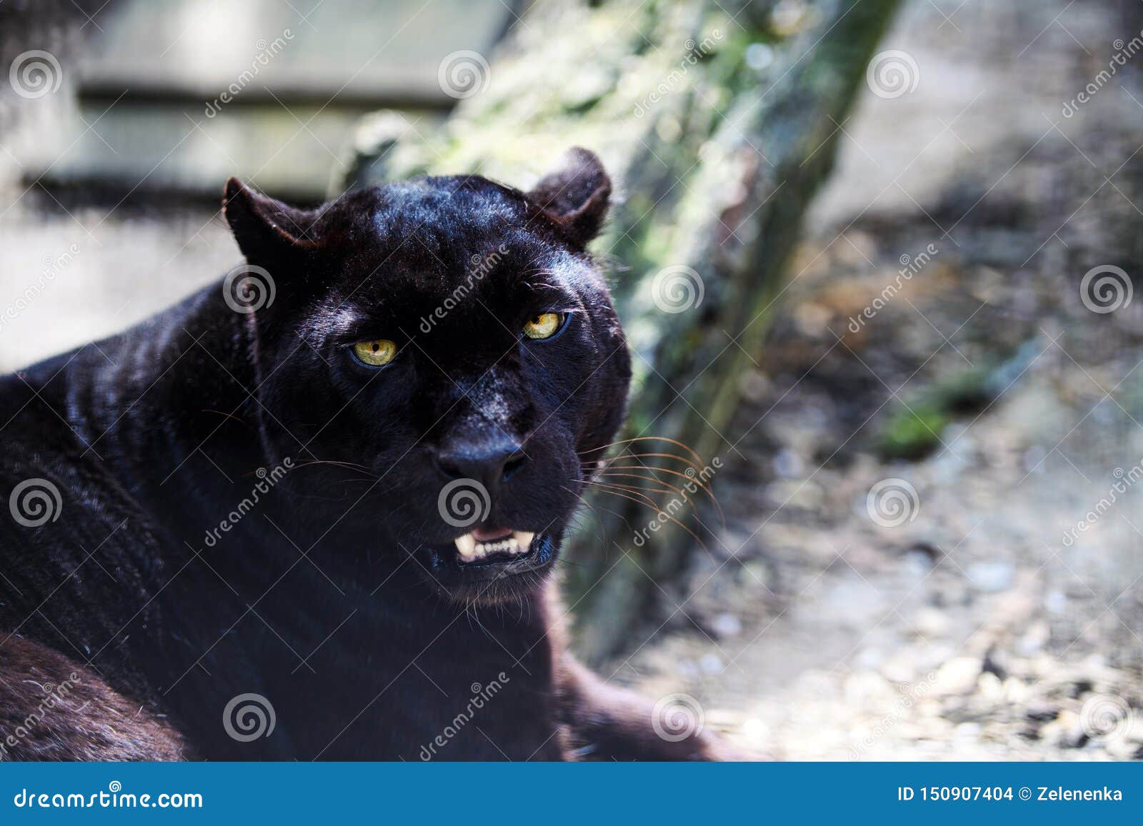 Beautiful black Panther stock photo. Image of jungle - 150907404