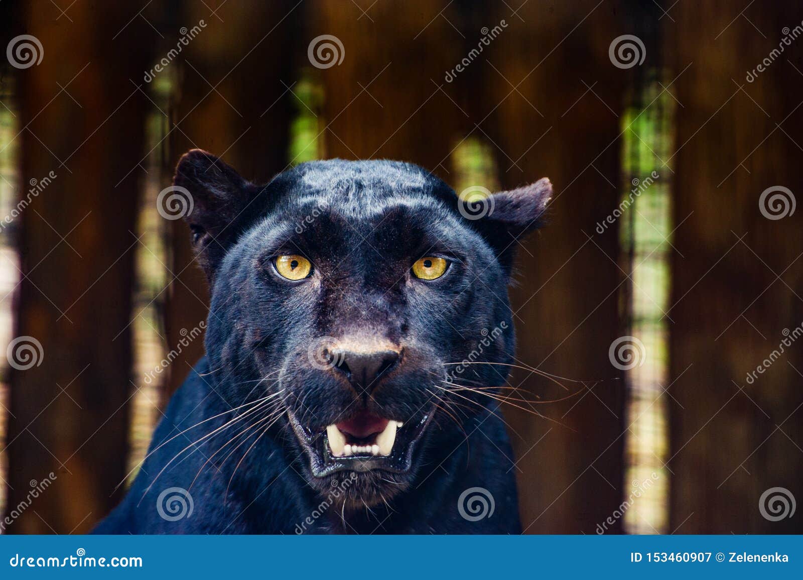 Beautiful black Panther stock image. Image of panthera - 153460907
