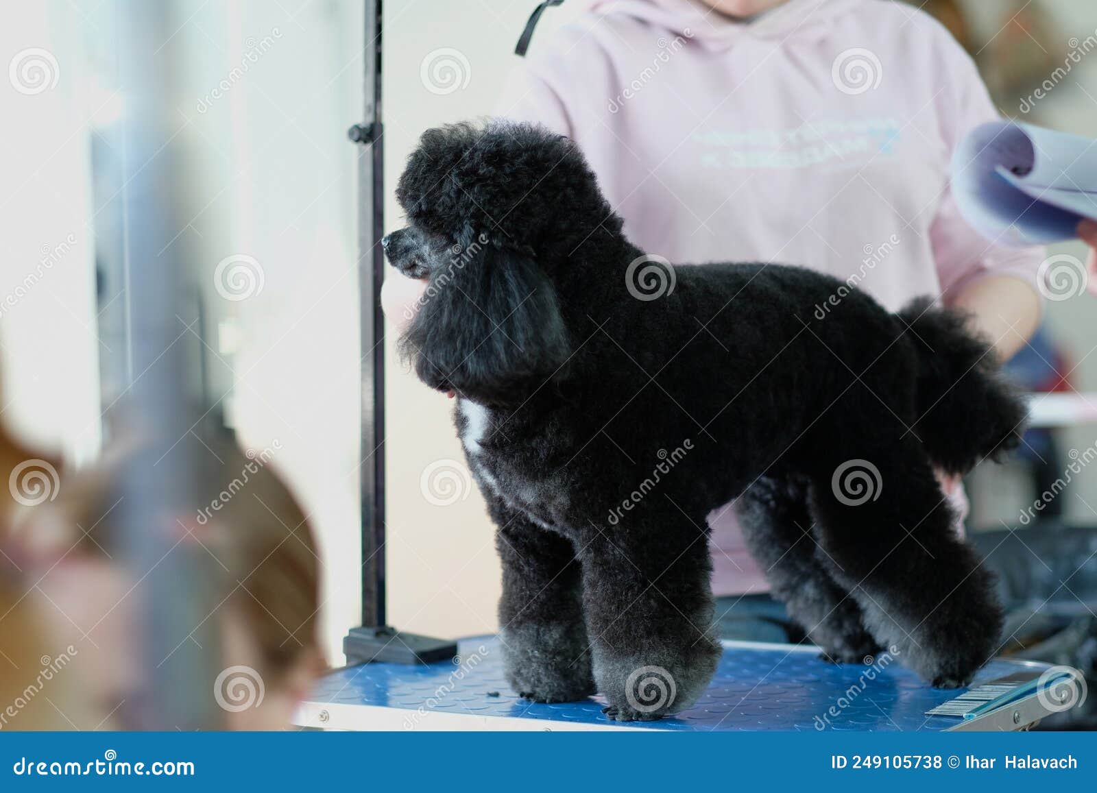 Beautiful Black Poodle, Side View on the Grooming Table Stock Photo ...