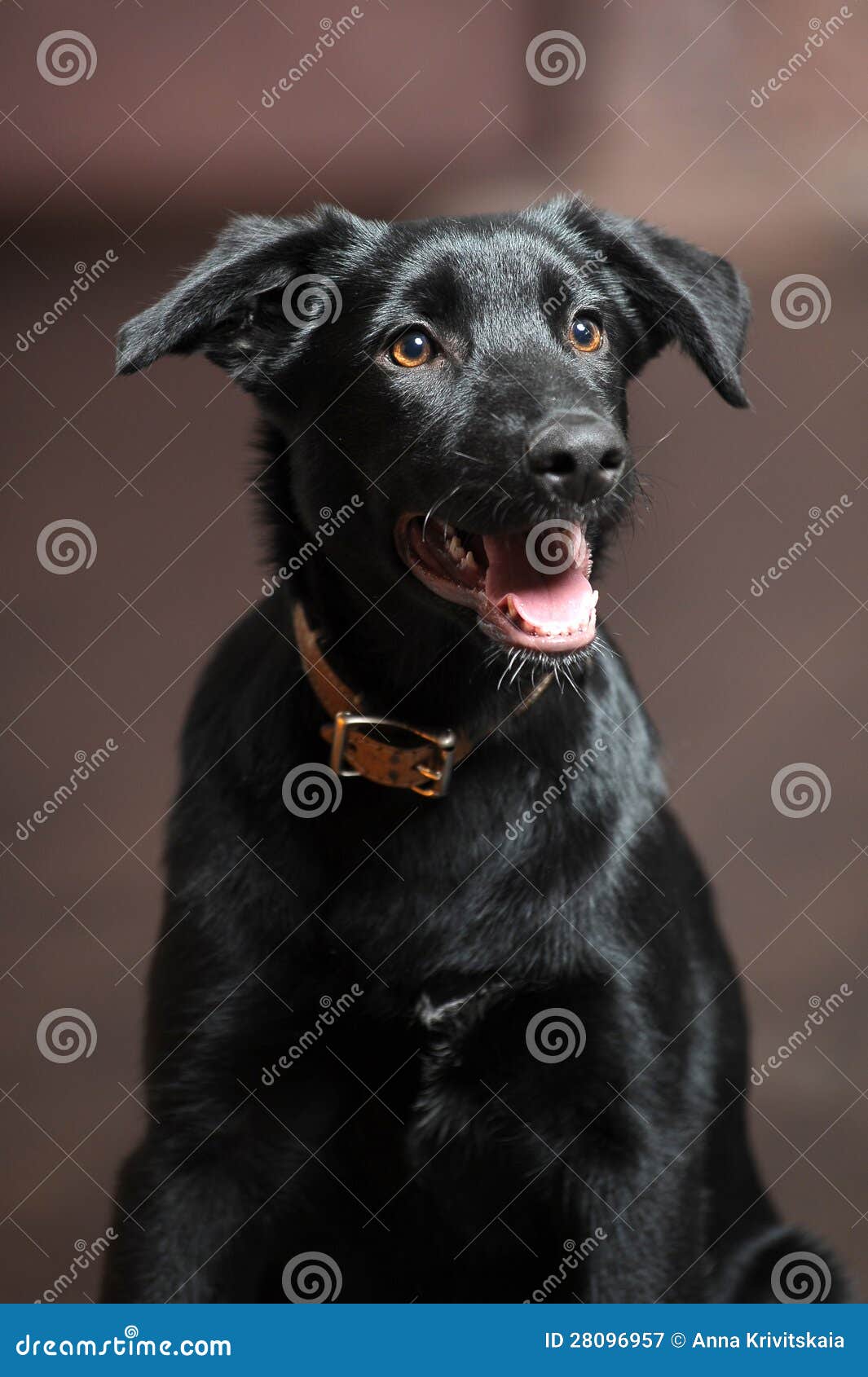 Beautiful black puppy stock image. Image of furry, growth - 28096957