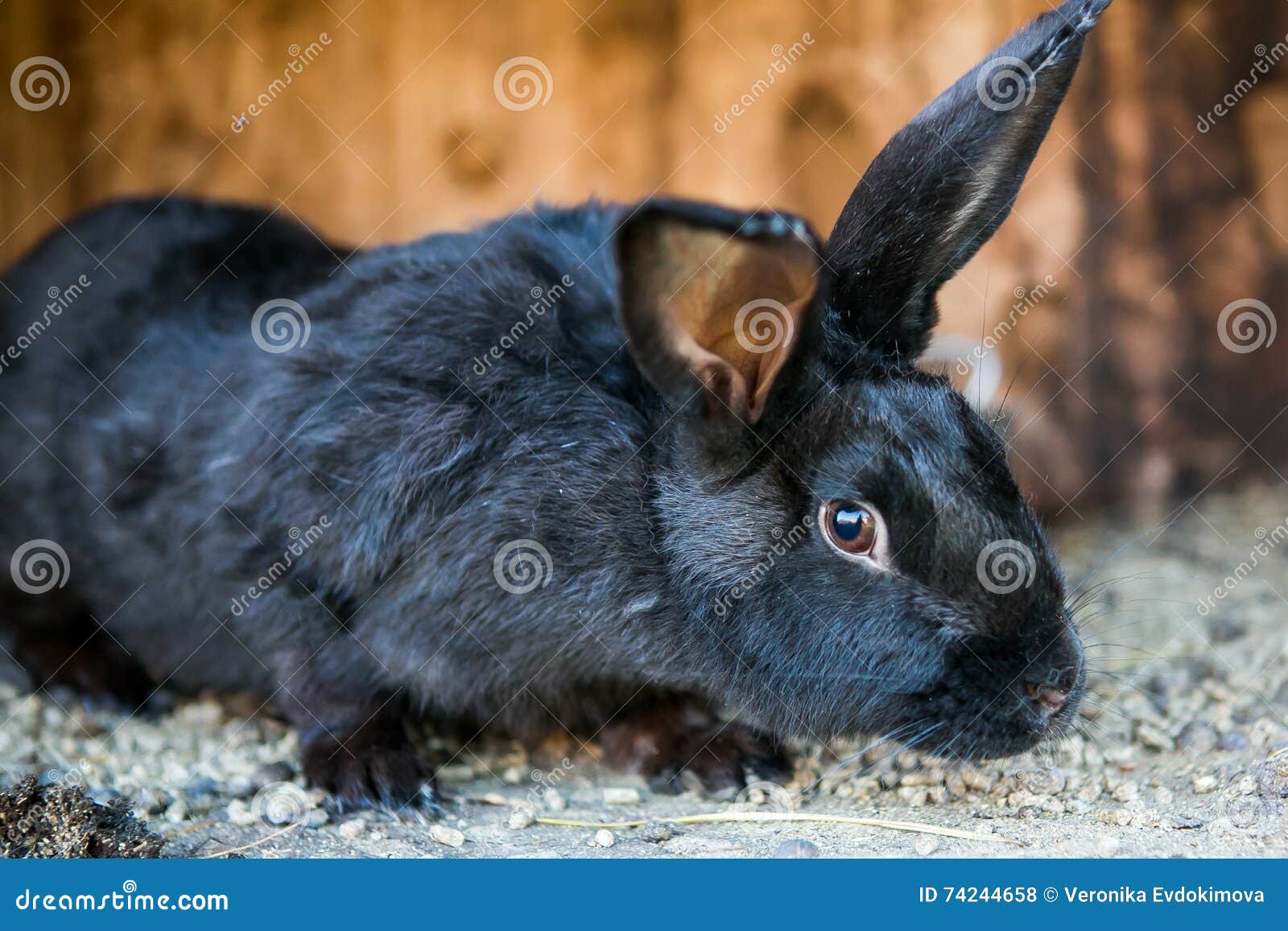 Beautiful black rabbit stock photo. Image of selective - 74244658