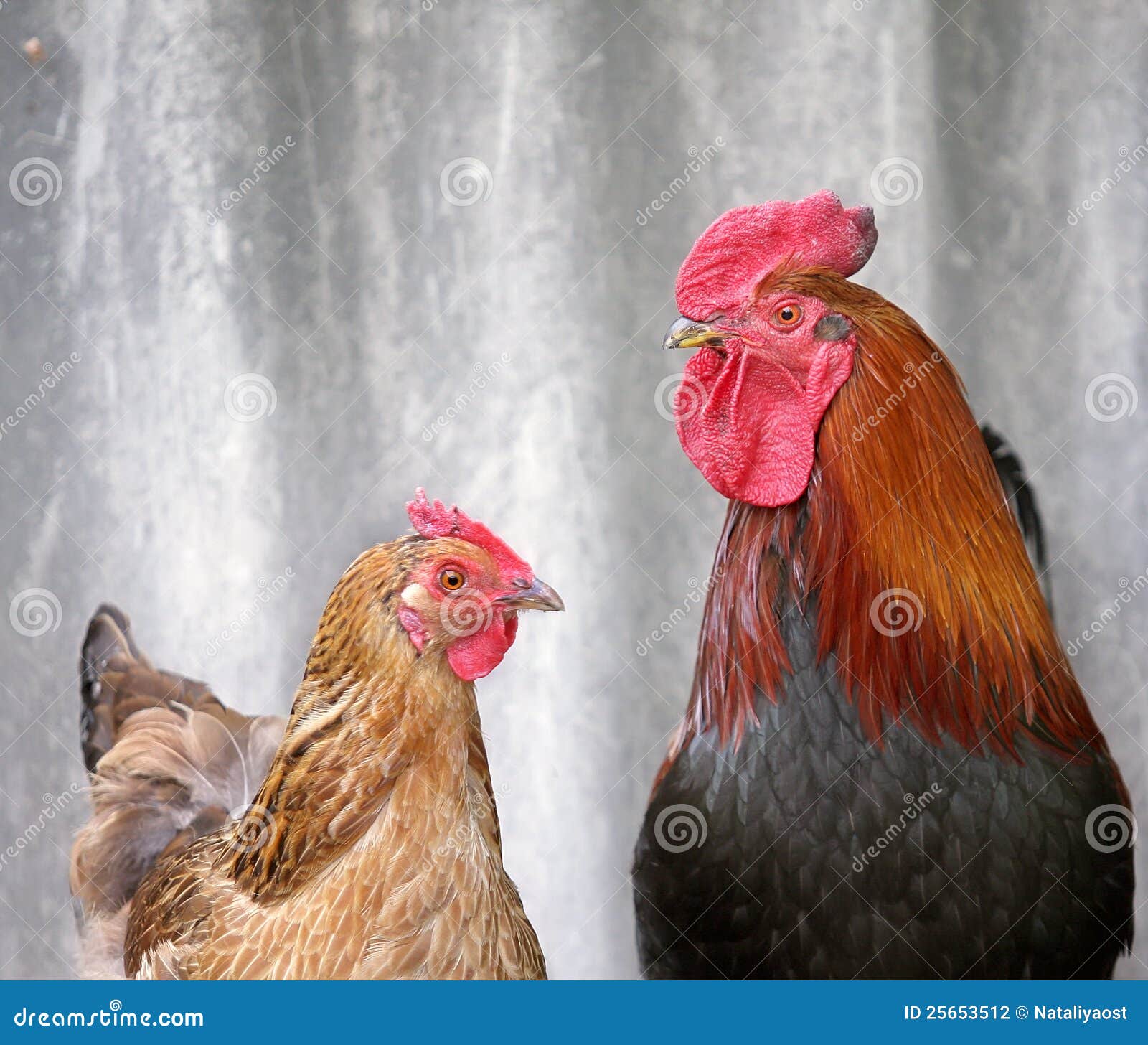 Beautiful Black-red and Brown Chicken Stock Photo - Image of broiler ...