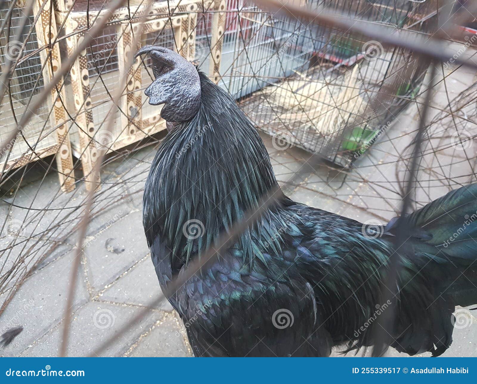 Beautiful Black Rooster in the Back Yard Stock Image - Image of yard ...
