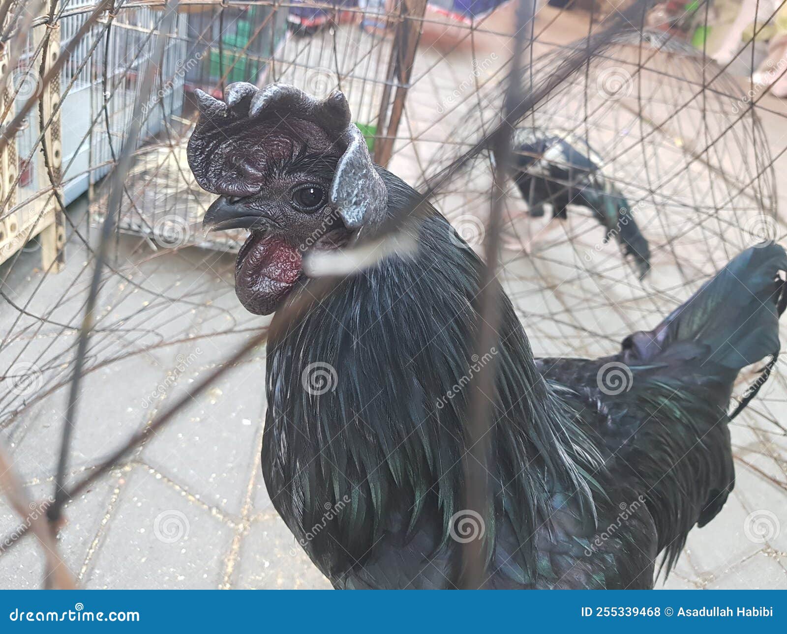 Beautiful Black Rooster in the Back Yard Side Stock Photo - Image of ...