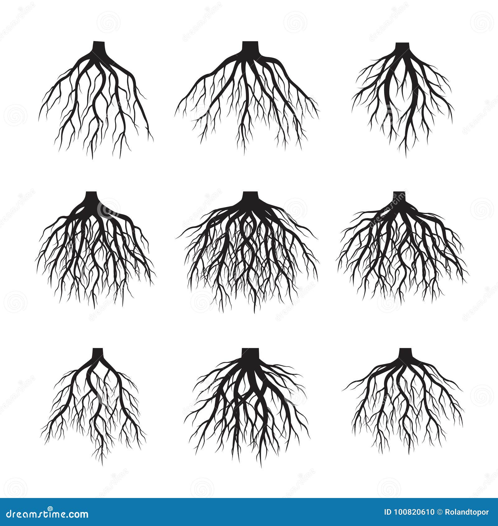 Beautiful Black Roots. Vector Illustration. Stock Vector - Illustration ...