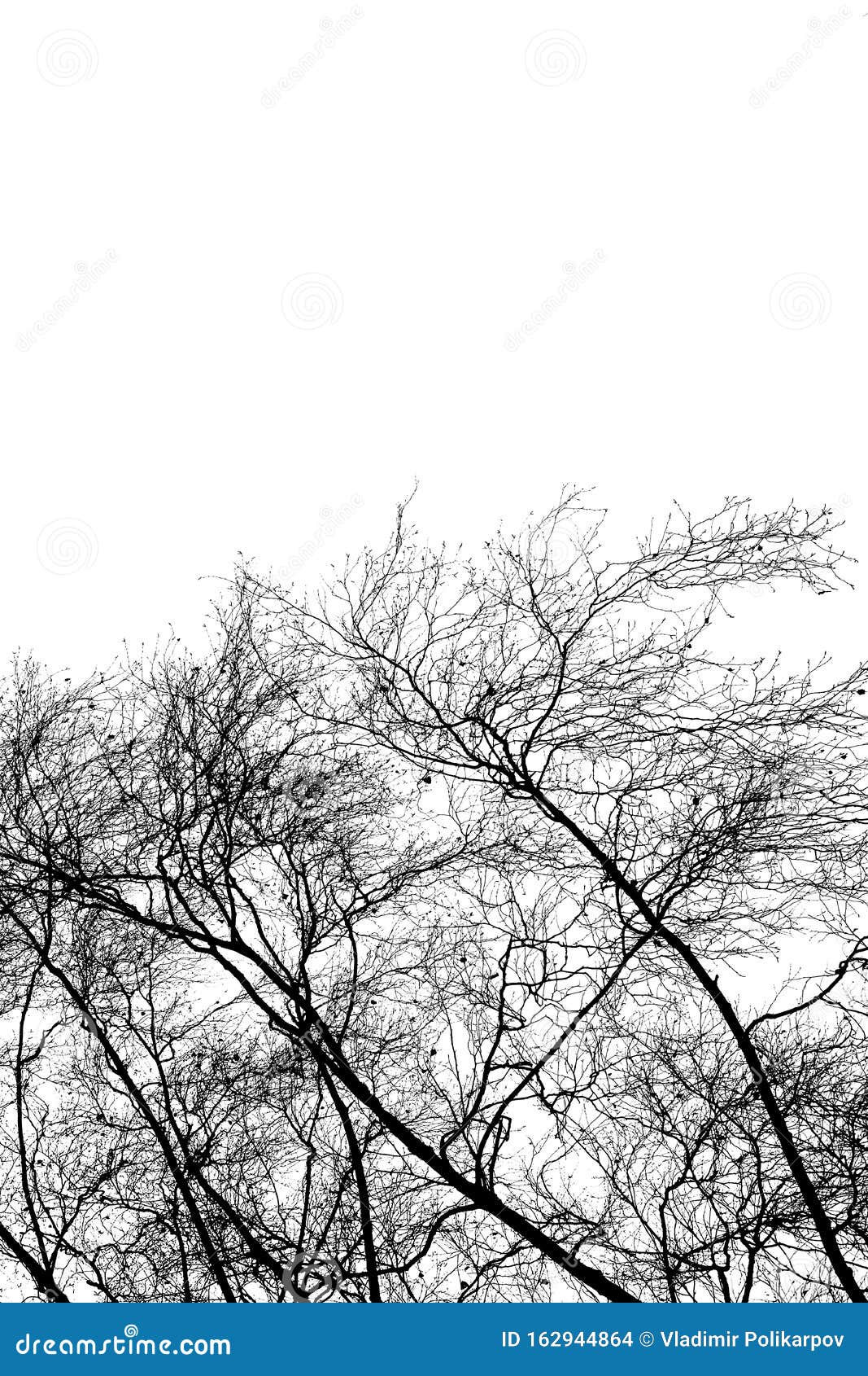 Beautiful Black Tree Silhouettes Isolated on Black Background Stock ...