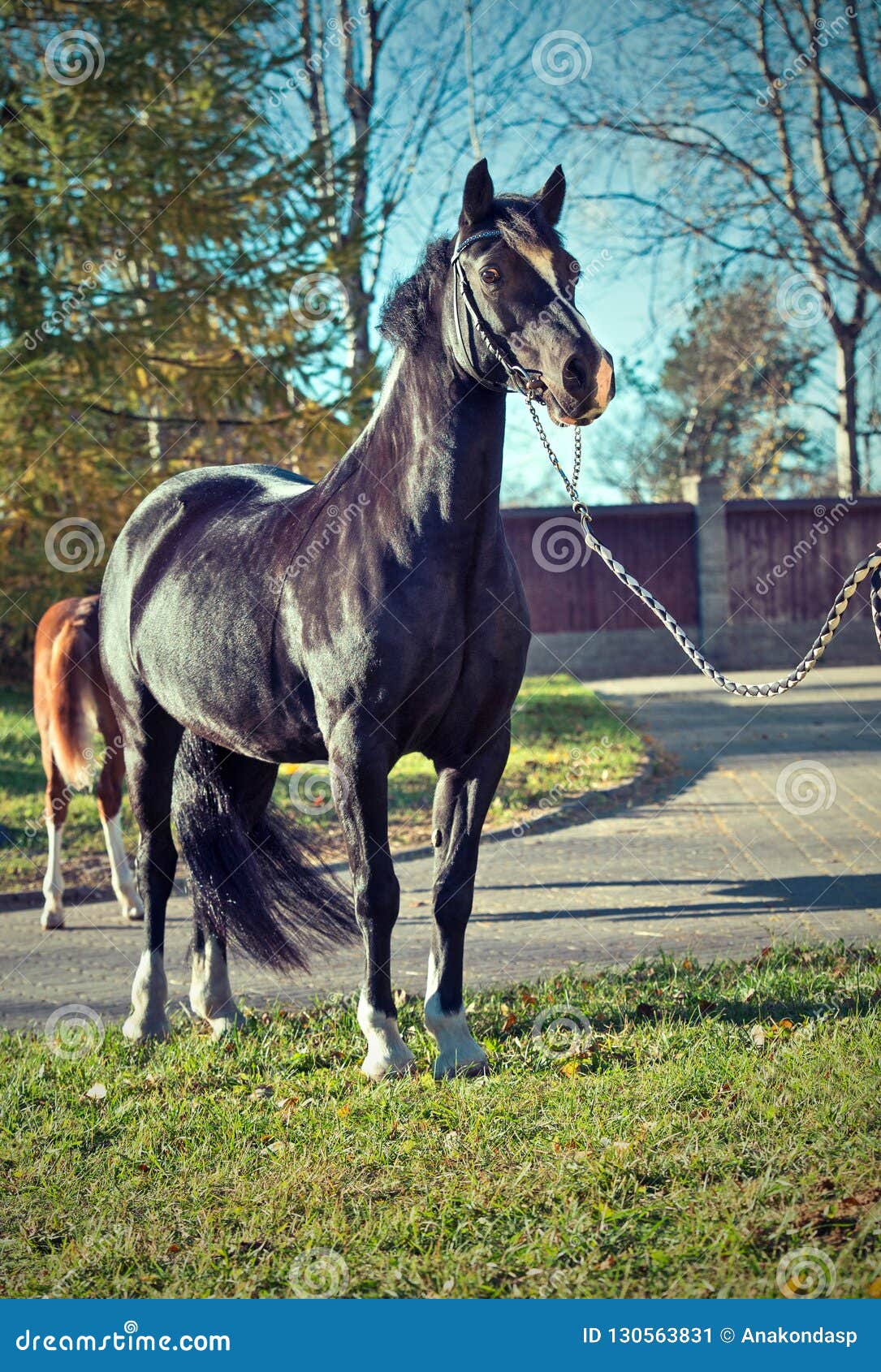Beautiful Black Welsh Pony Mare Stock Image - Image of welsh, black ...