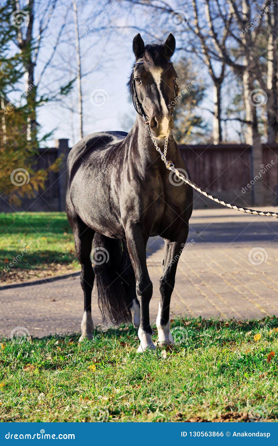 Beautiful Black Welsh Pony Mare Stock Photo - Image of child, mane ...