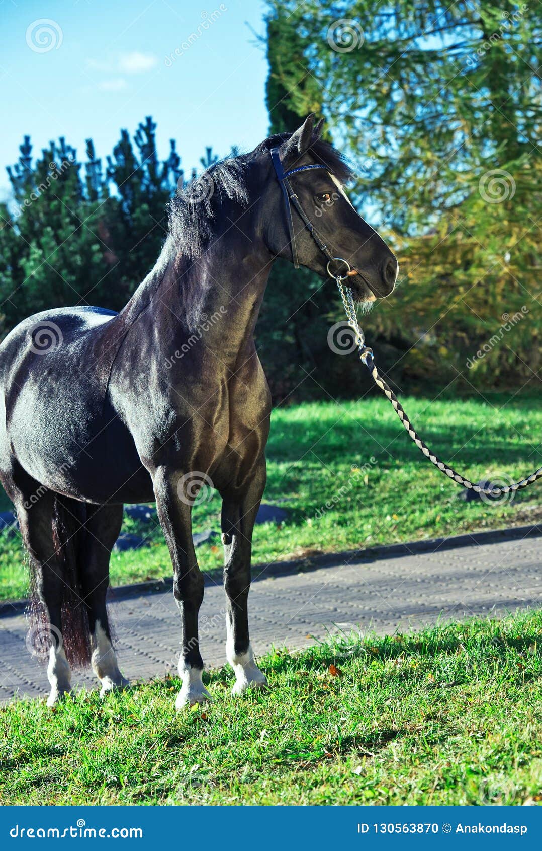 Beautiful Black Welsh Pony Mare Stock Photo - Image of stallion, breed ...