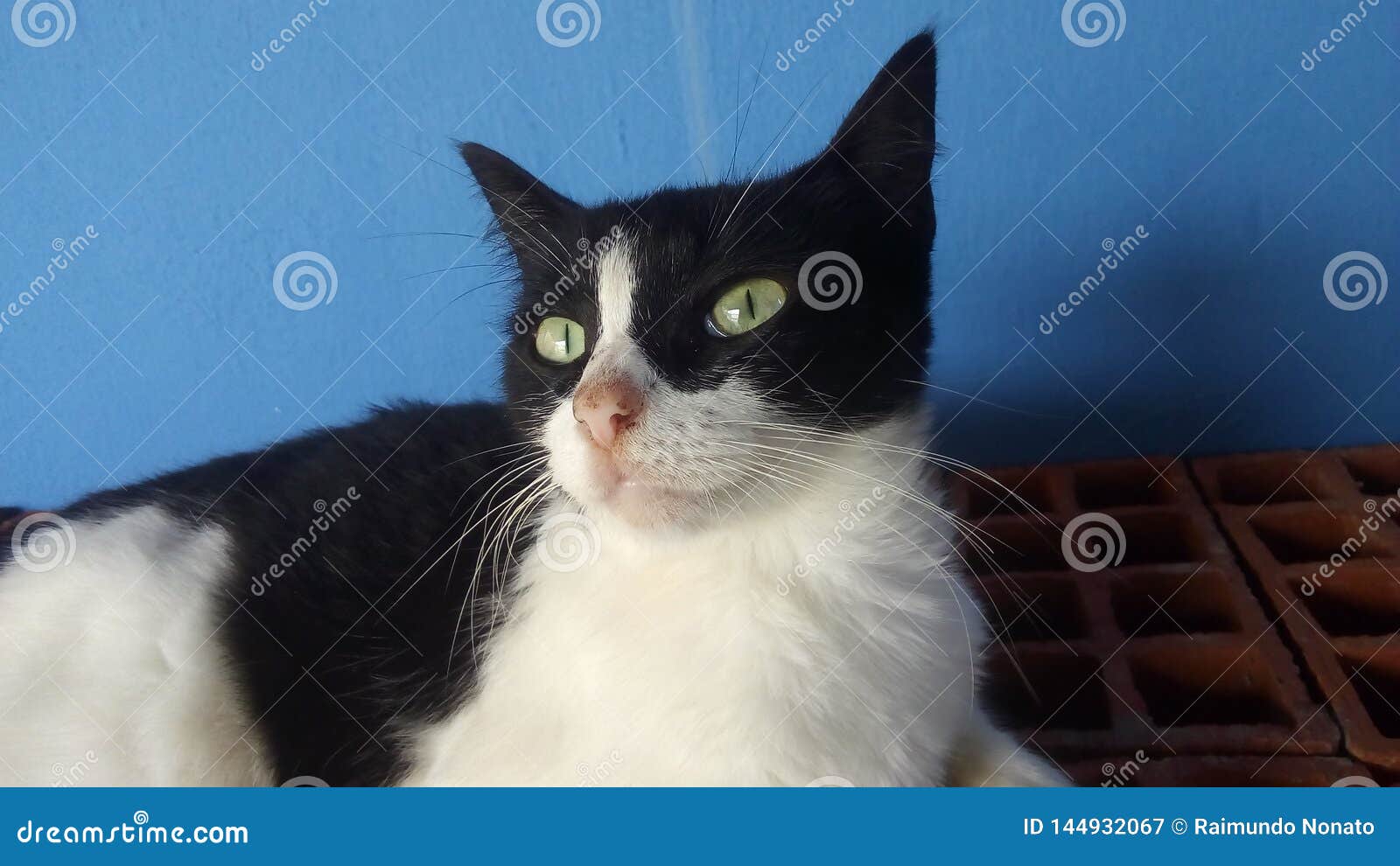 Beautiful Black and Whit Cat Stock Image - Image of adorable, black ...