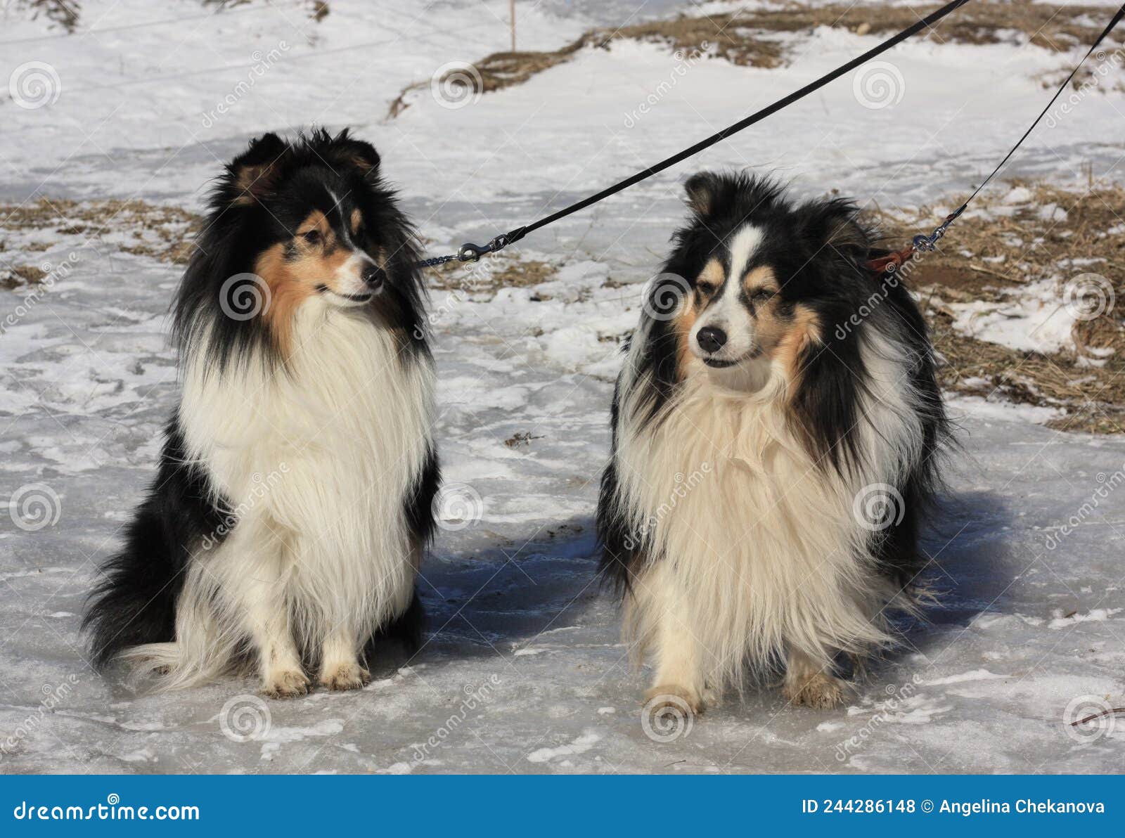 Beautiful Black and White Collie Dogs Stock Photo - Image of snow ...