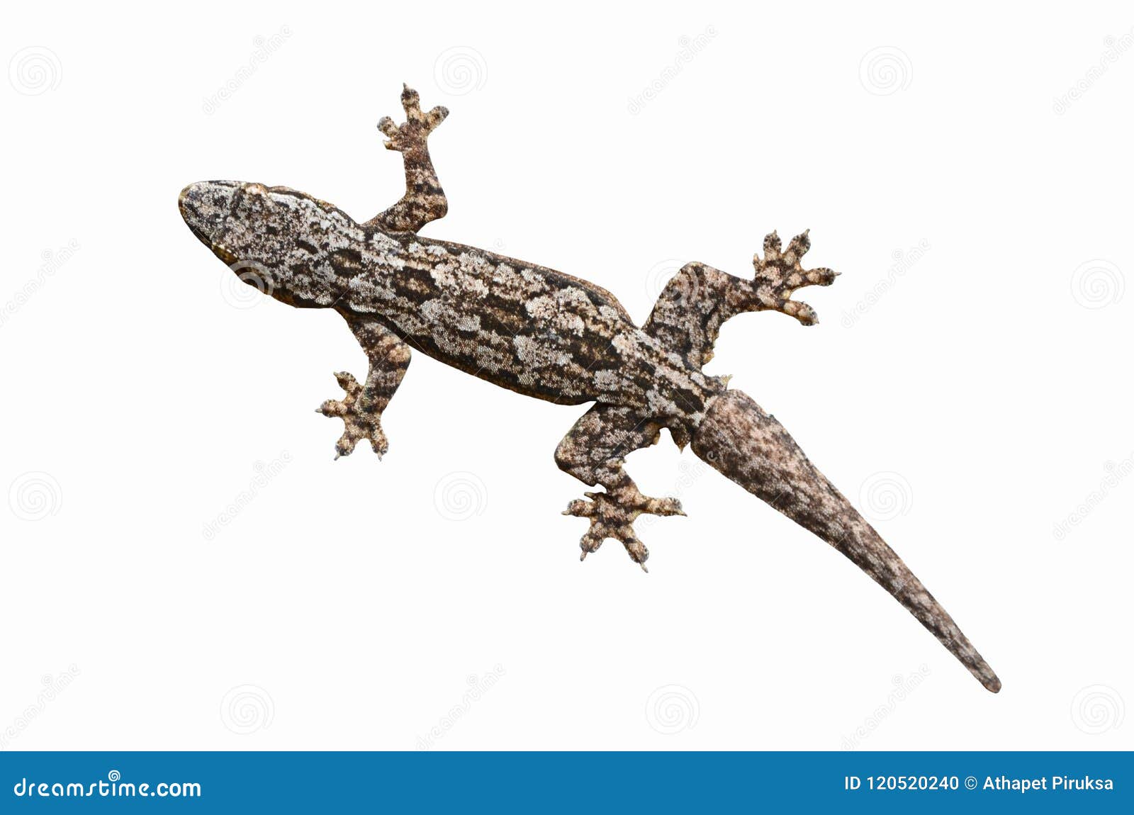 Beautiful Pattern Lizard on White Background Stock Illustration ...