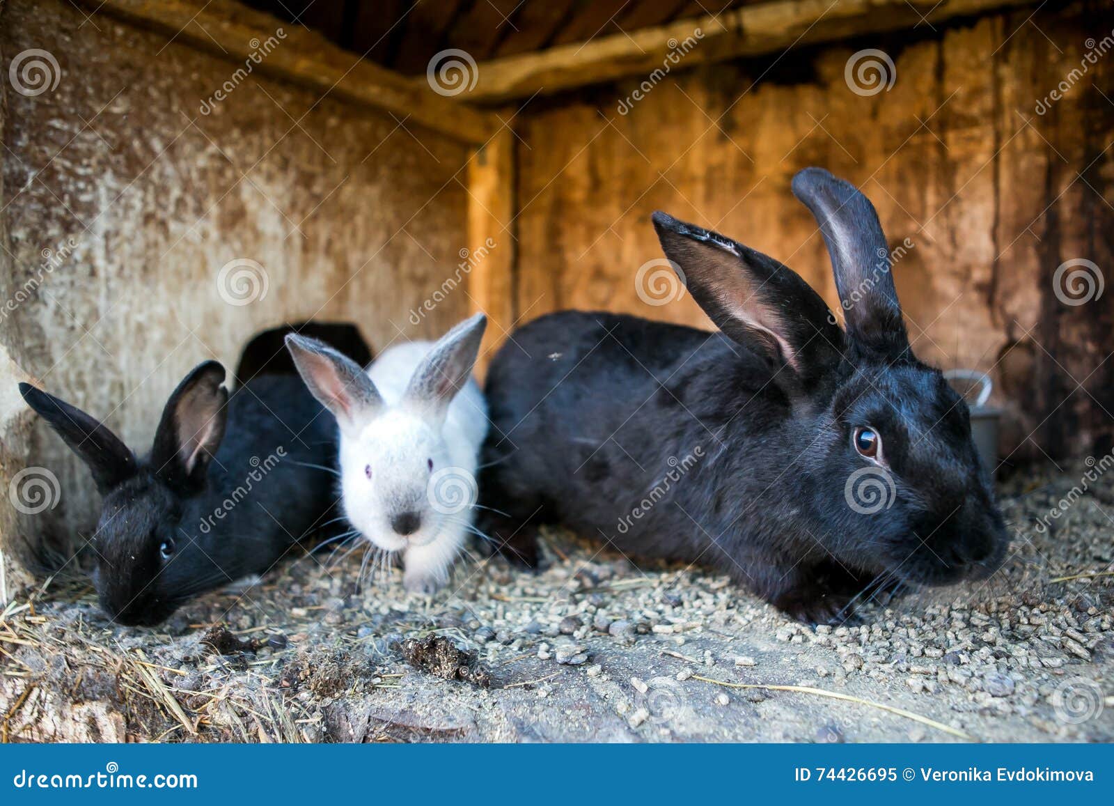 1,020 Beautiful Black White Rabbits Photos - Free & Royalty-Free Stock ...