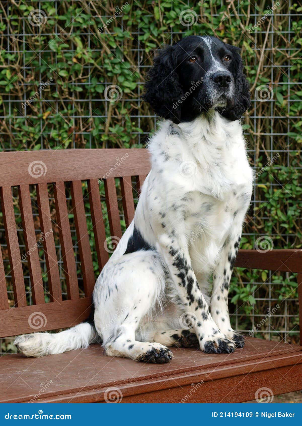 Beautiful Spaniel Dog stock image. Image of friend, spaniel - 214194109