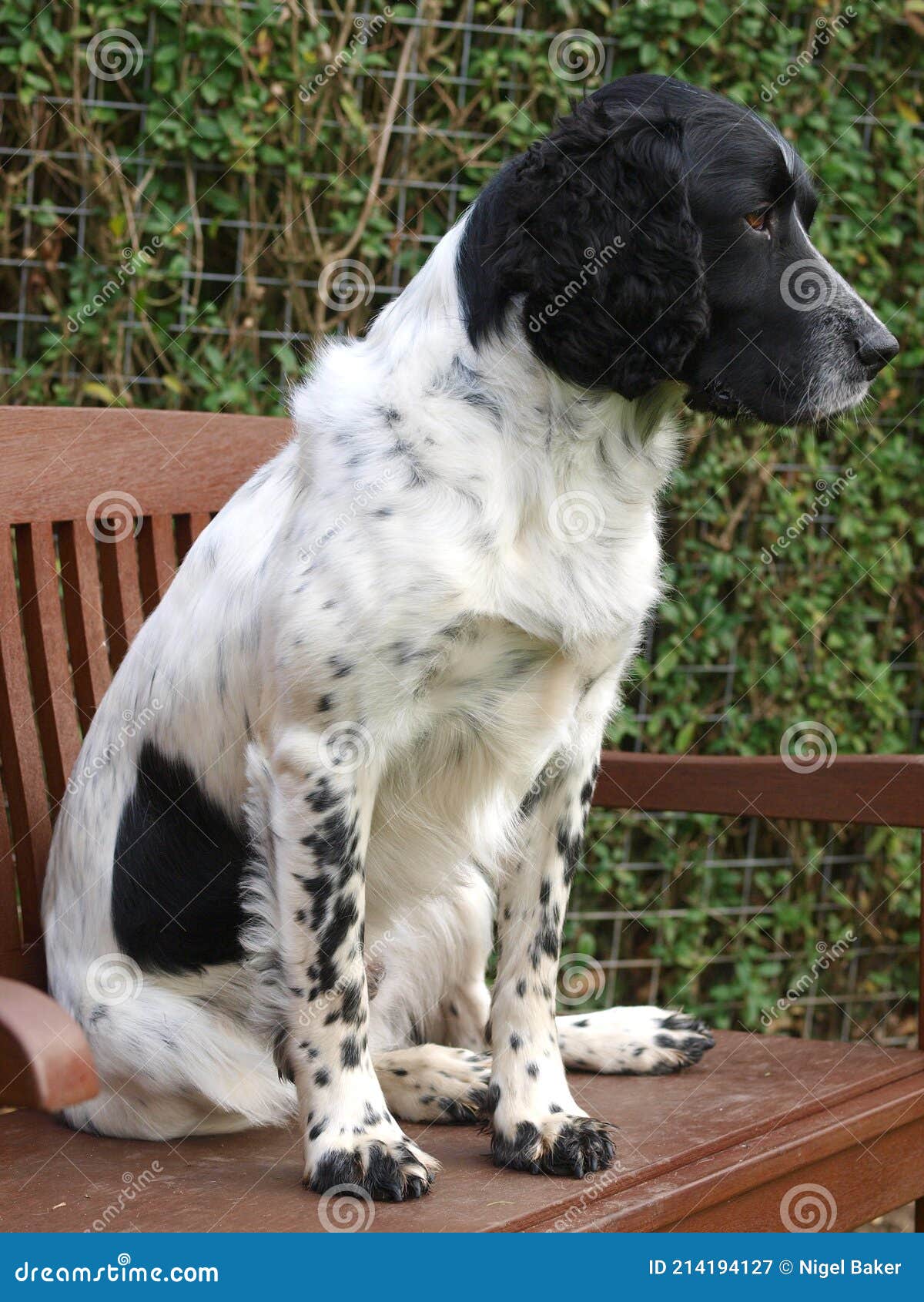 Beautiful Spaniel Dog stock image. Image of retriever - 214194127
