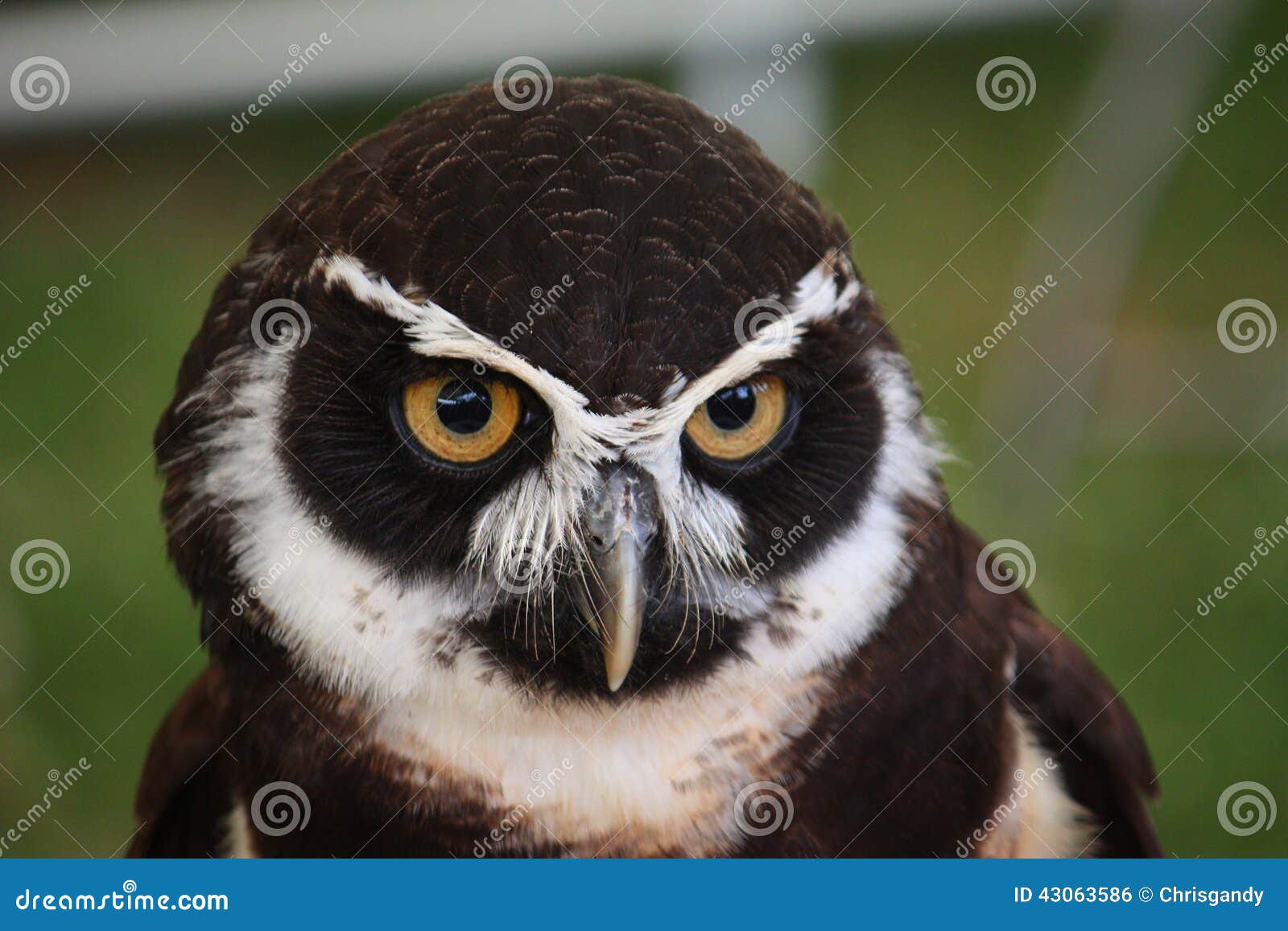 A Beautiful Black and White Spectacle Owl Bird Stock Photo - Image of ...