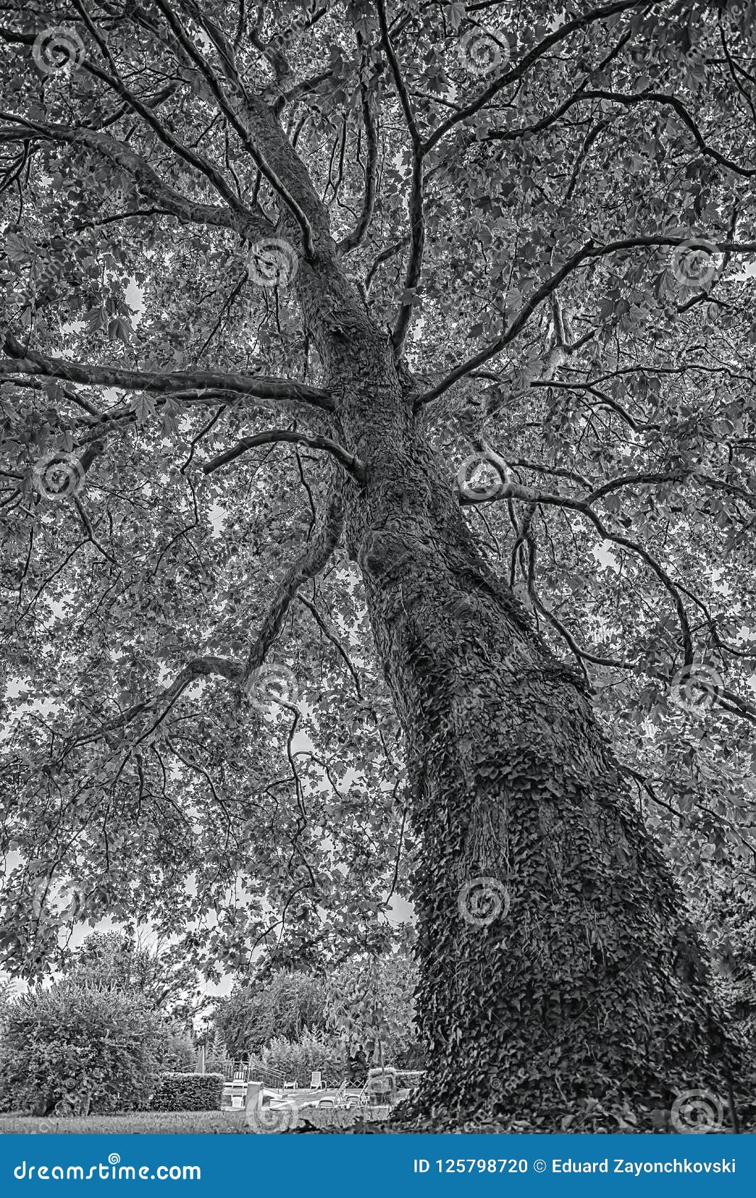 Beautiful Black and White Tree Stock Photo - Image of forest, light ...