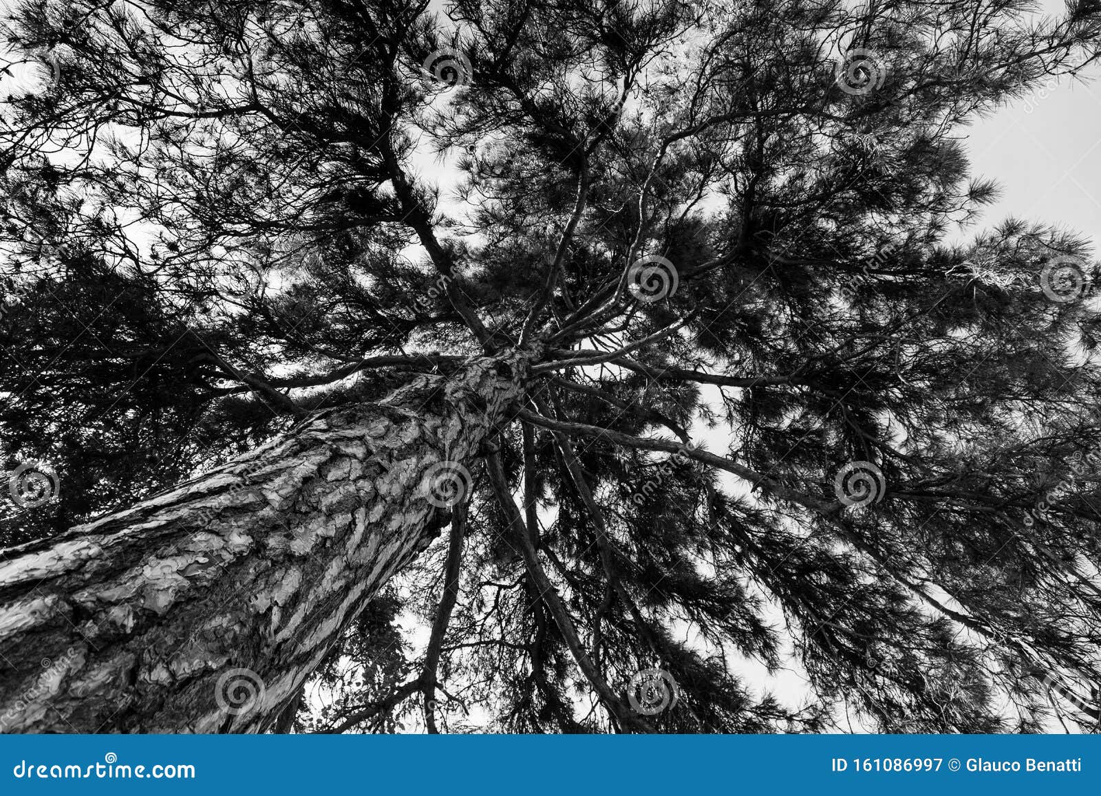 Bottom view of a pine tree stock image. Image of balck - 161086997