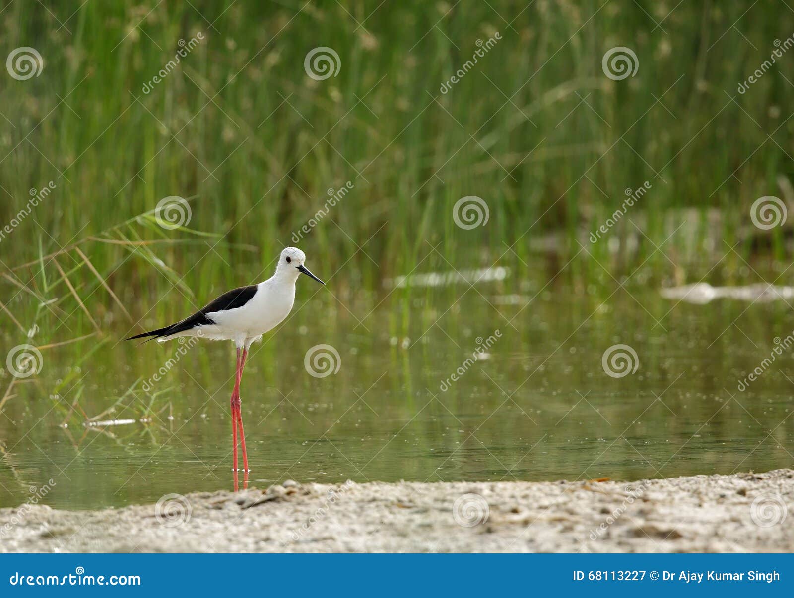 Beautiful Black-winged Stilt Stock Image - Image of bahrain, long: 68113227