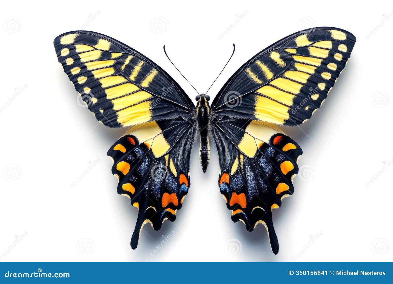 Beautiful Black and Yellow Butterfly Spreading Its Wings Stock Image ...