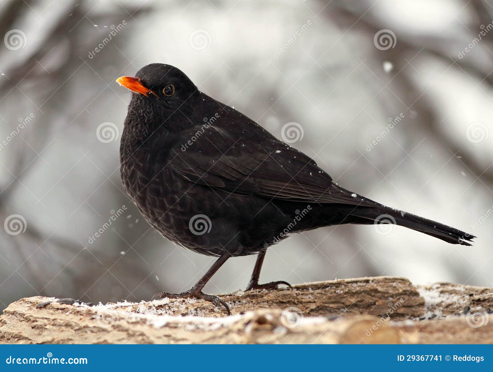 Beautiful blackbird stock image. Image of looking, outdoors - 29367741