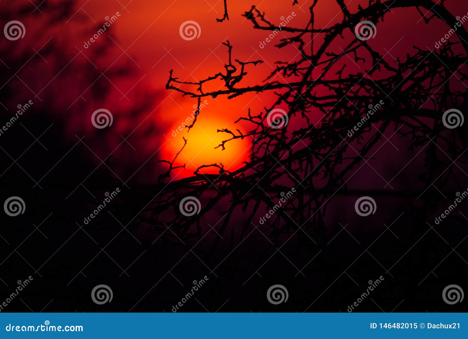 A Beautiful, Blazing Sunset through the Tree Branches. Stock Image ...