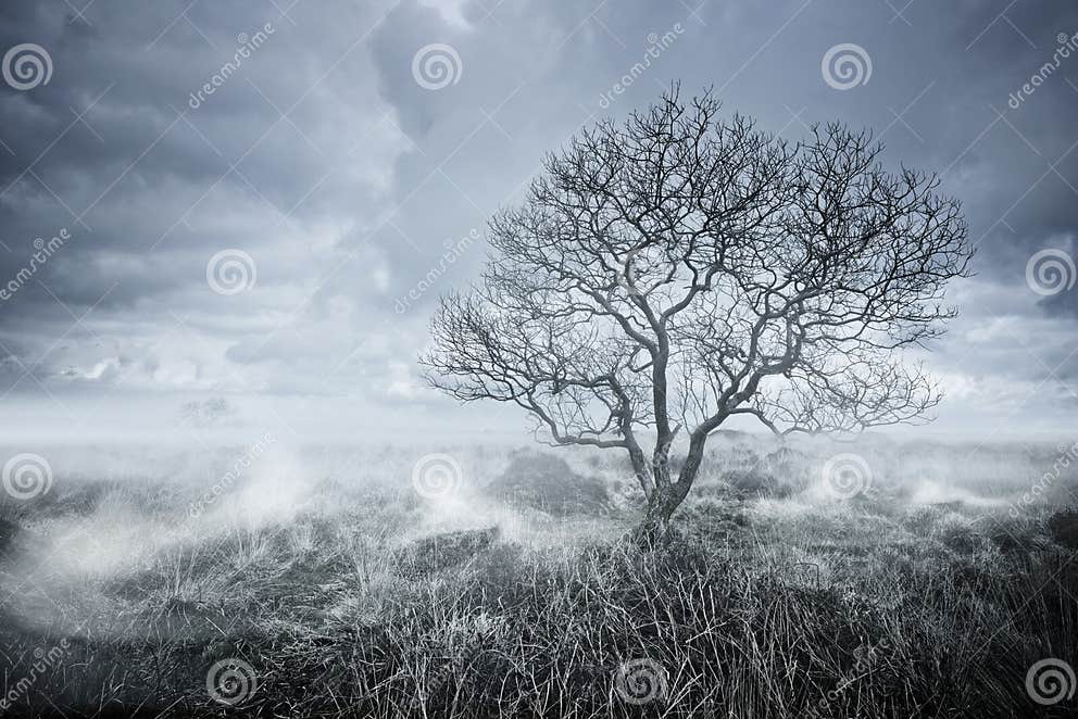 Beautiful Bleakness stock photo. Image of haunted, mood - 29509692