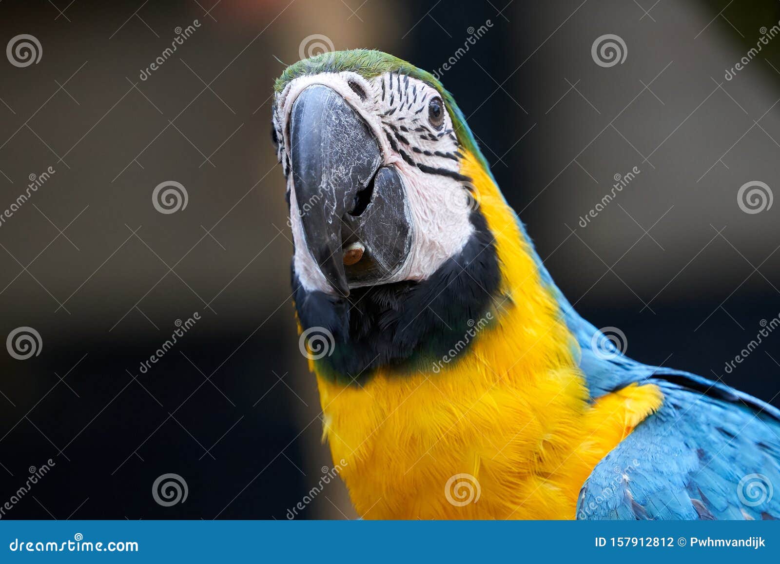 Beautiful Bleu Wing Macaw Parrot Stock Photo - Image of looking ...
