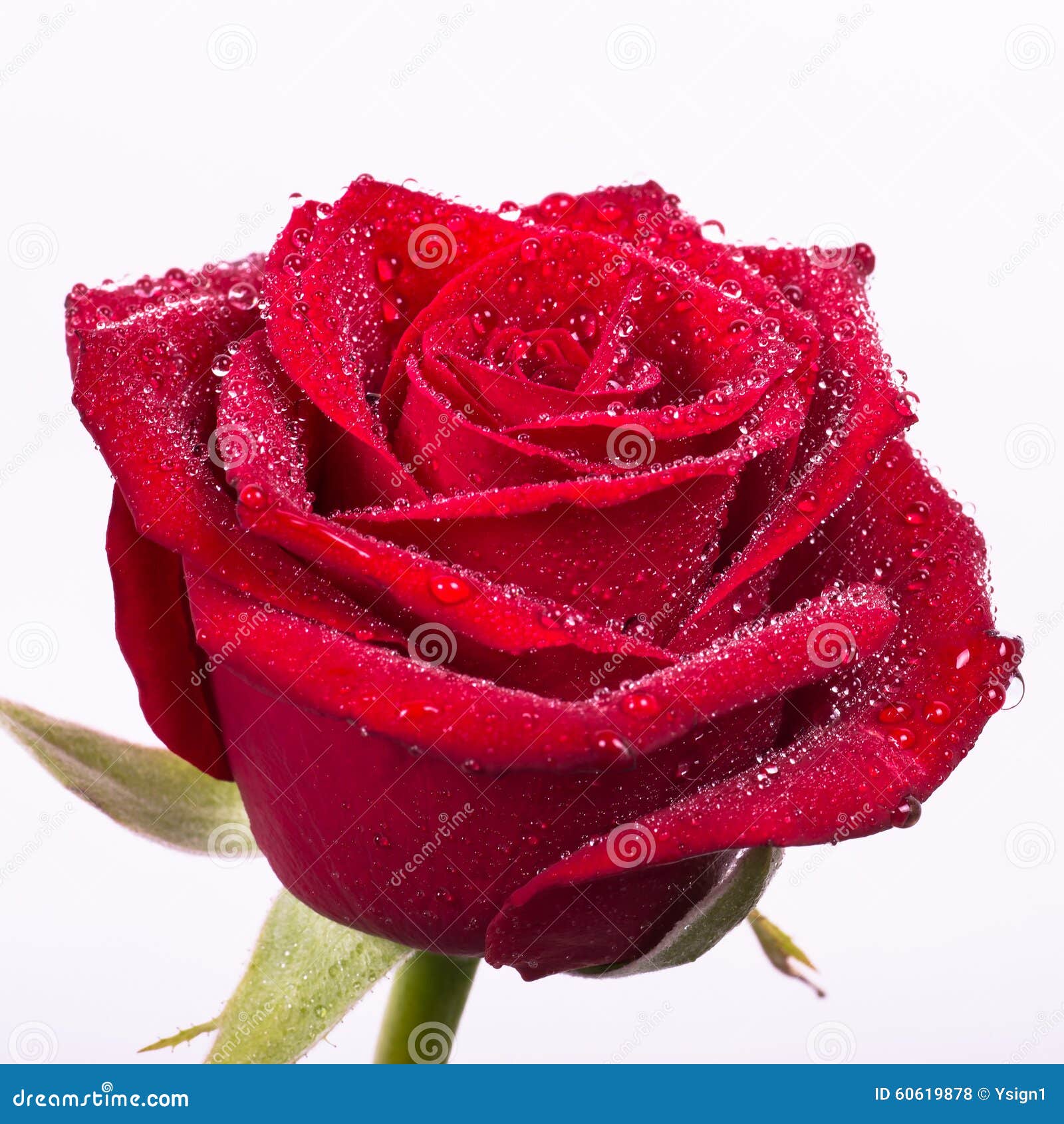 Frozen White Rose With Drop Of Blood