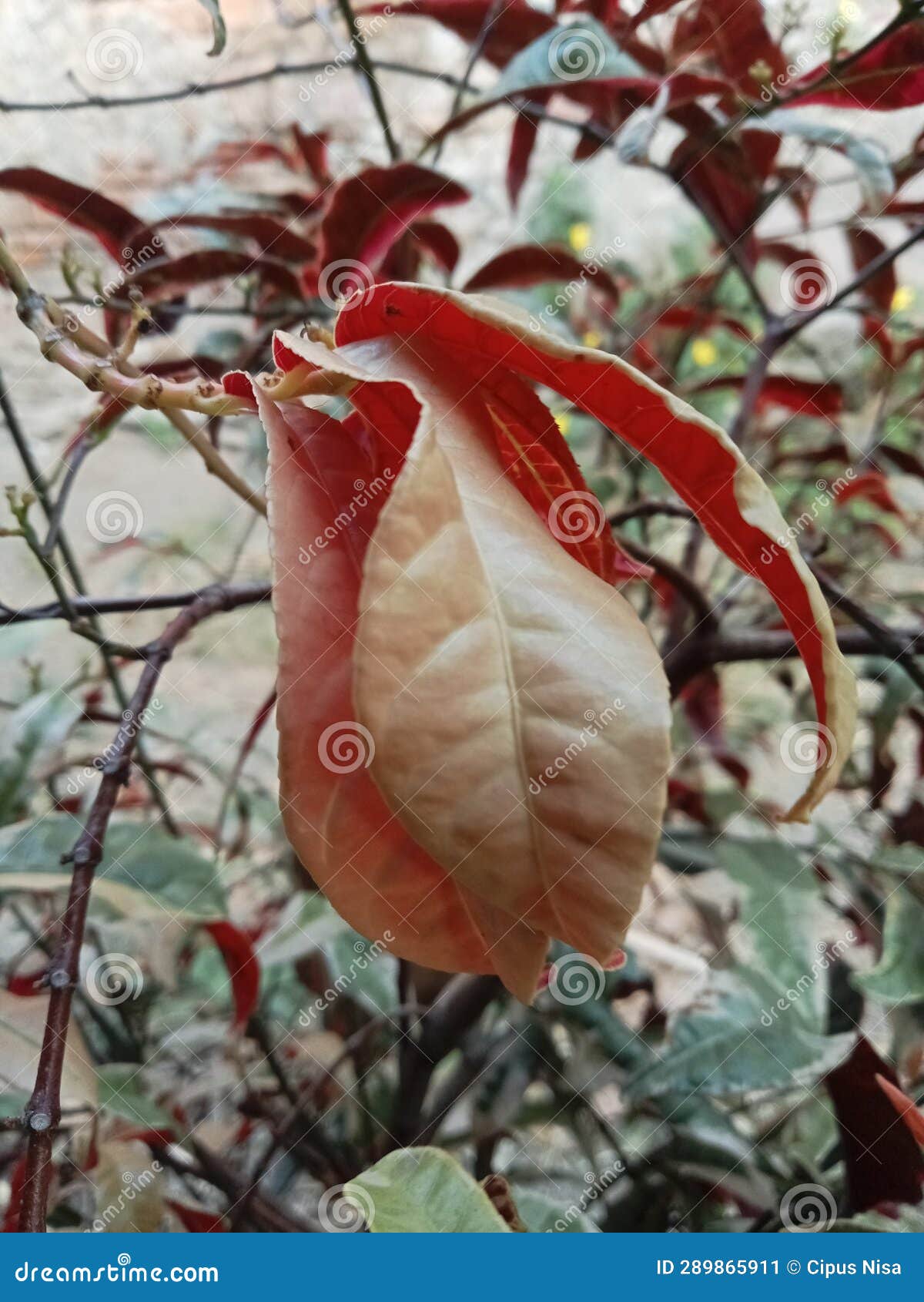 Sambang Flower Stock Photos - Free & Royalty-Free Stock Photos from ...