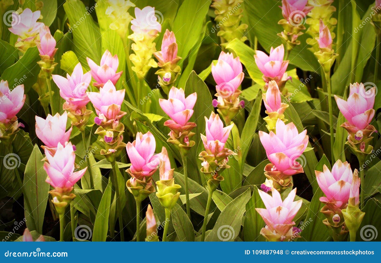 Beautiful, Bloom, Blooming Picture. Image: 109887948