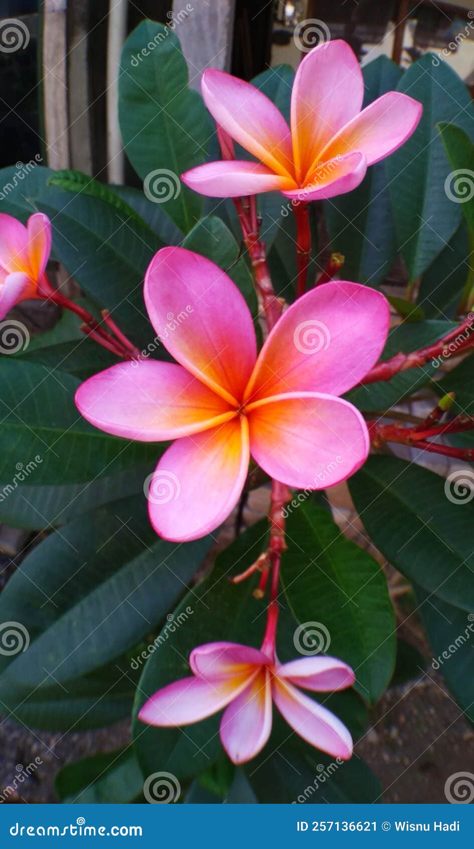 Beautiful bloom flower stock image. Image of shrub, plant - 257136621