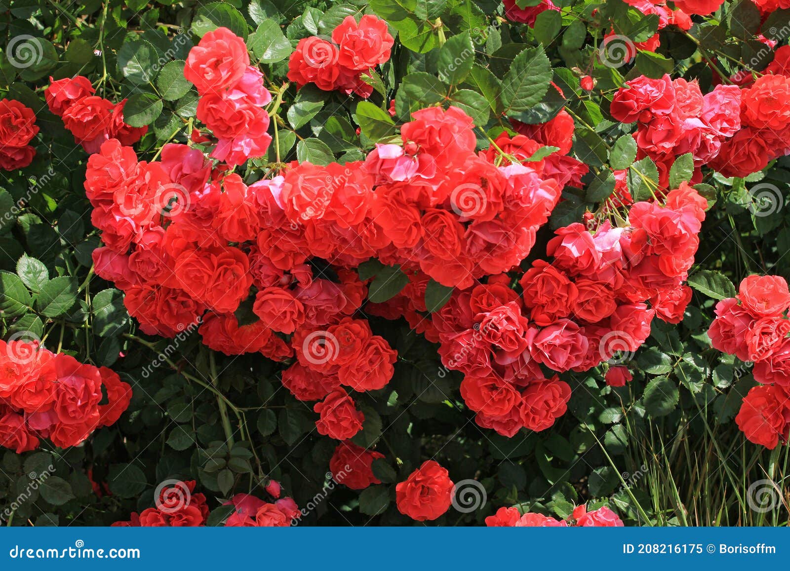 Beautiful Bloom of Red Roses Stock Image - Image of leaves, flora ...