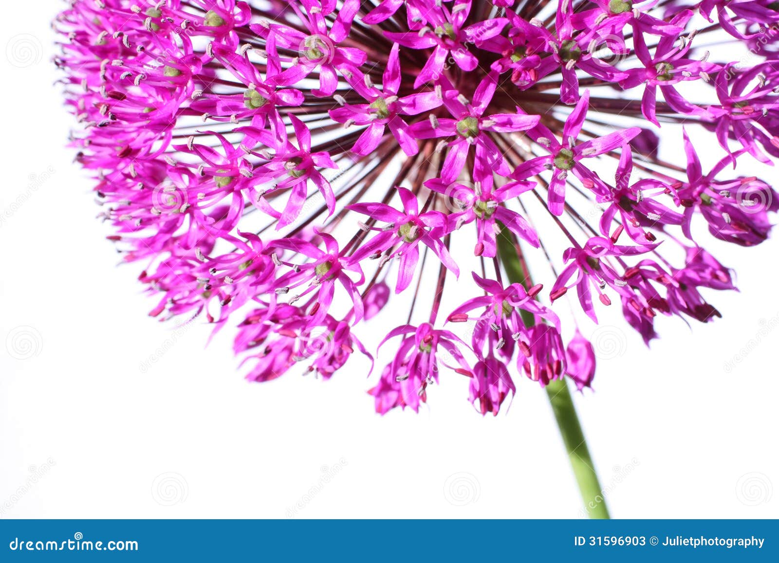 Beautiful Blooming Allium Close Up Stock Image - Image of fresh, alium ...