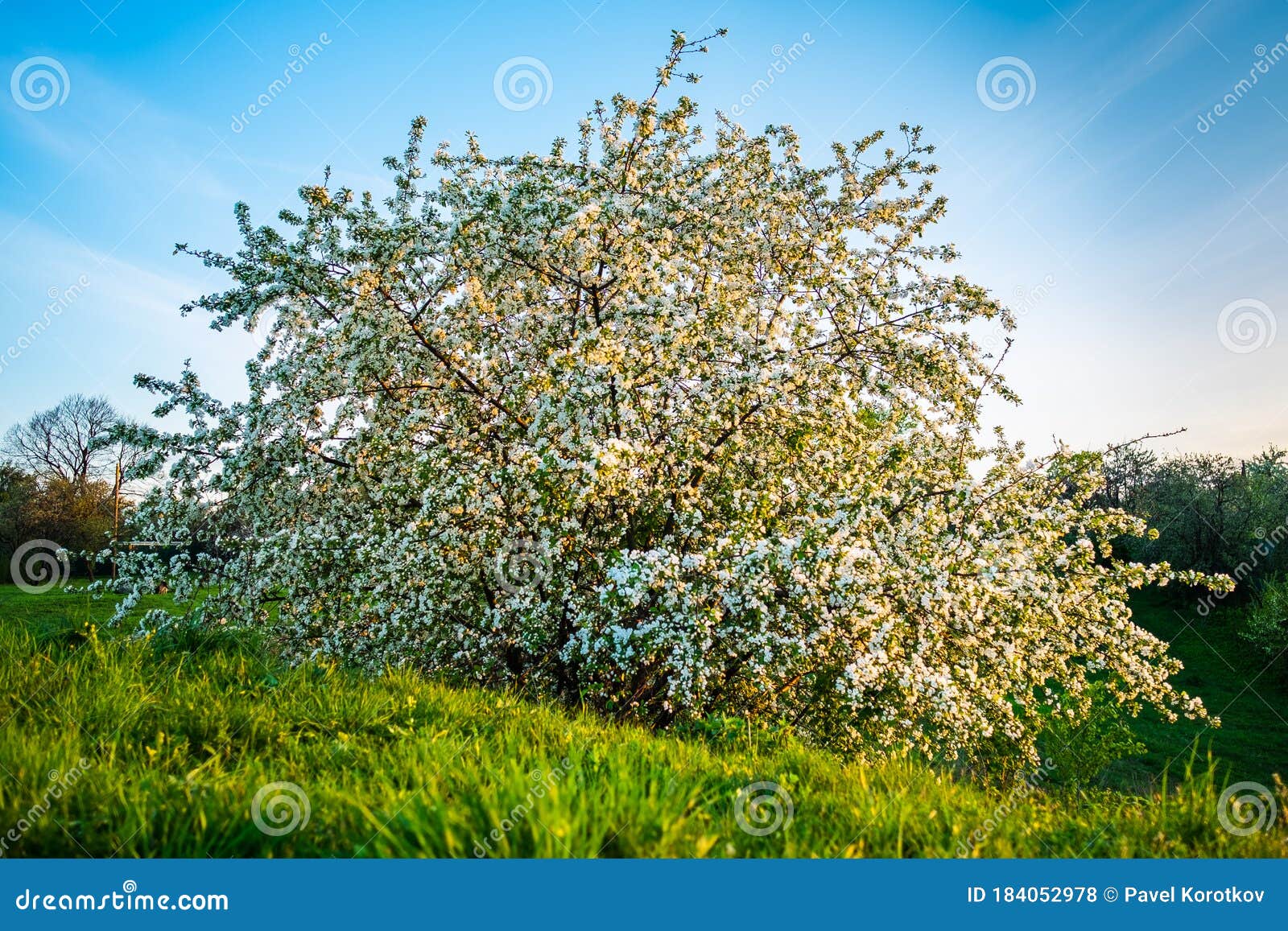 Beautiful Blooming Apple Tree Against the Blue Sky and Green Grass ...