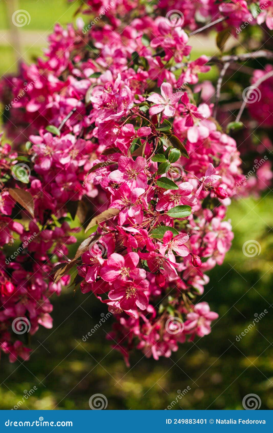 Beautiful Blooming Apple Tree Stock Image - Image of natural, pink ...