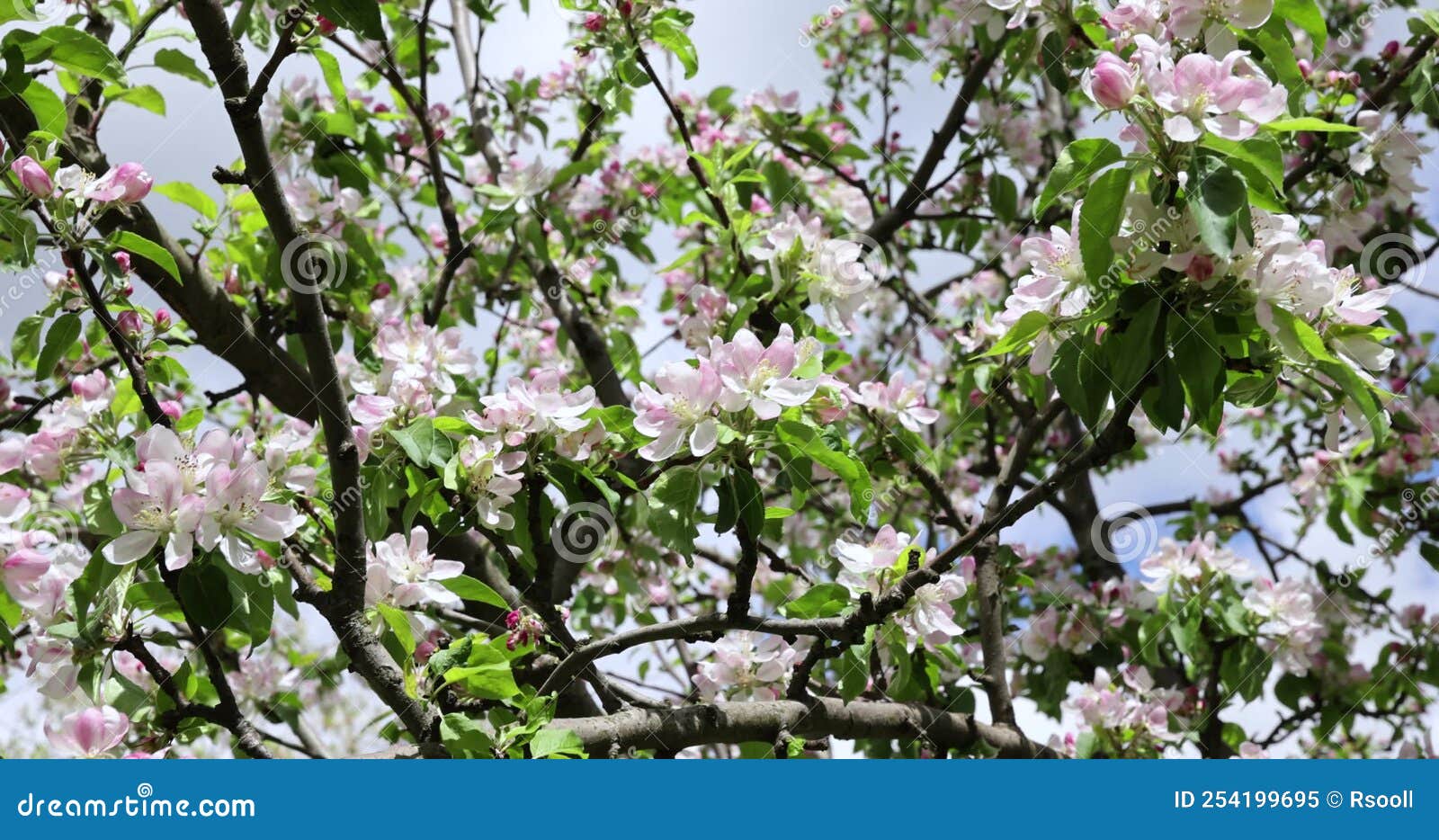 A Beautiful Blooming Apple Tree in a Spring Orchard Stock Video - Video ...