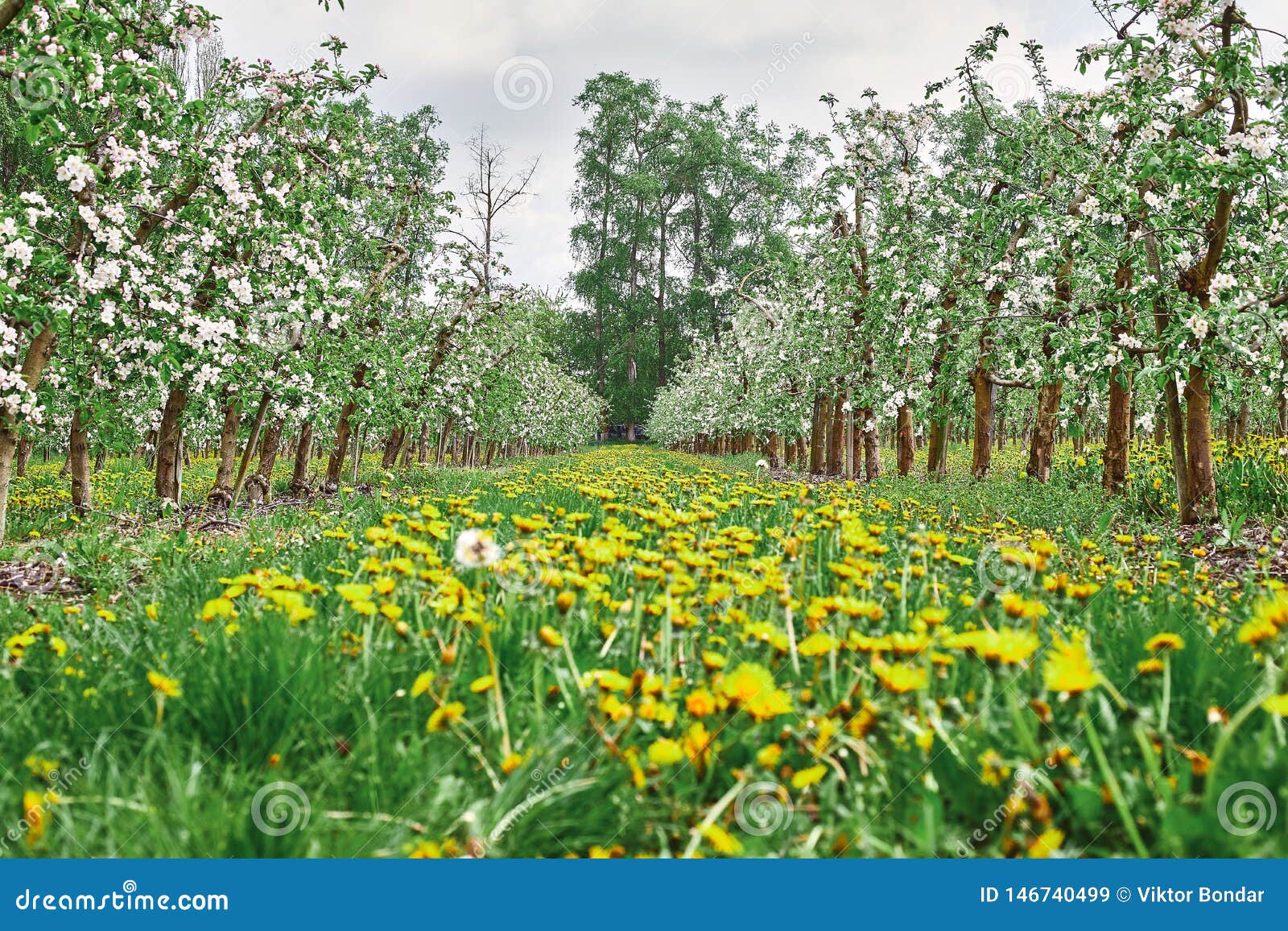 Beautiful Blooming Apple Trees Orchard in Spring Garden Stock Image ...