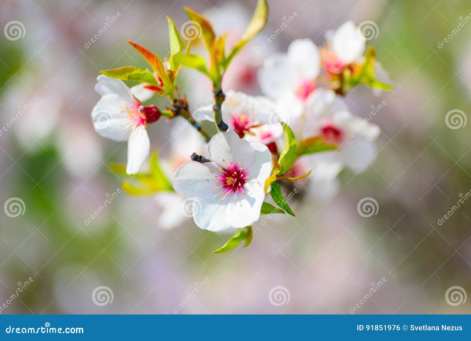 Beautiful Blooming Apricot Tree Stock Photo - Image of green, nature ...