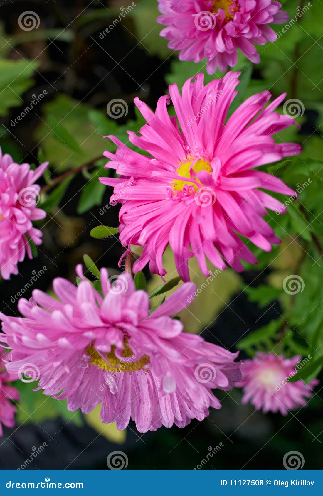 Beautiful blooming asters stock photo. Image of green - 11127508