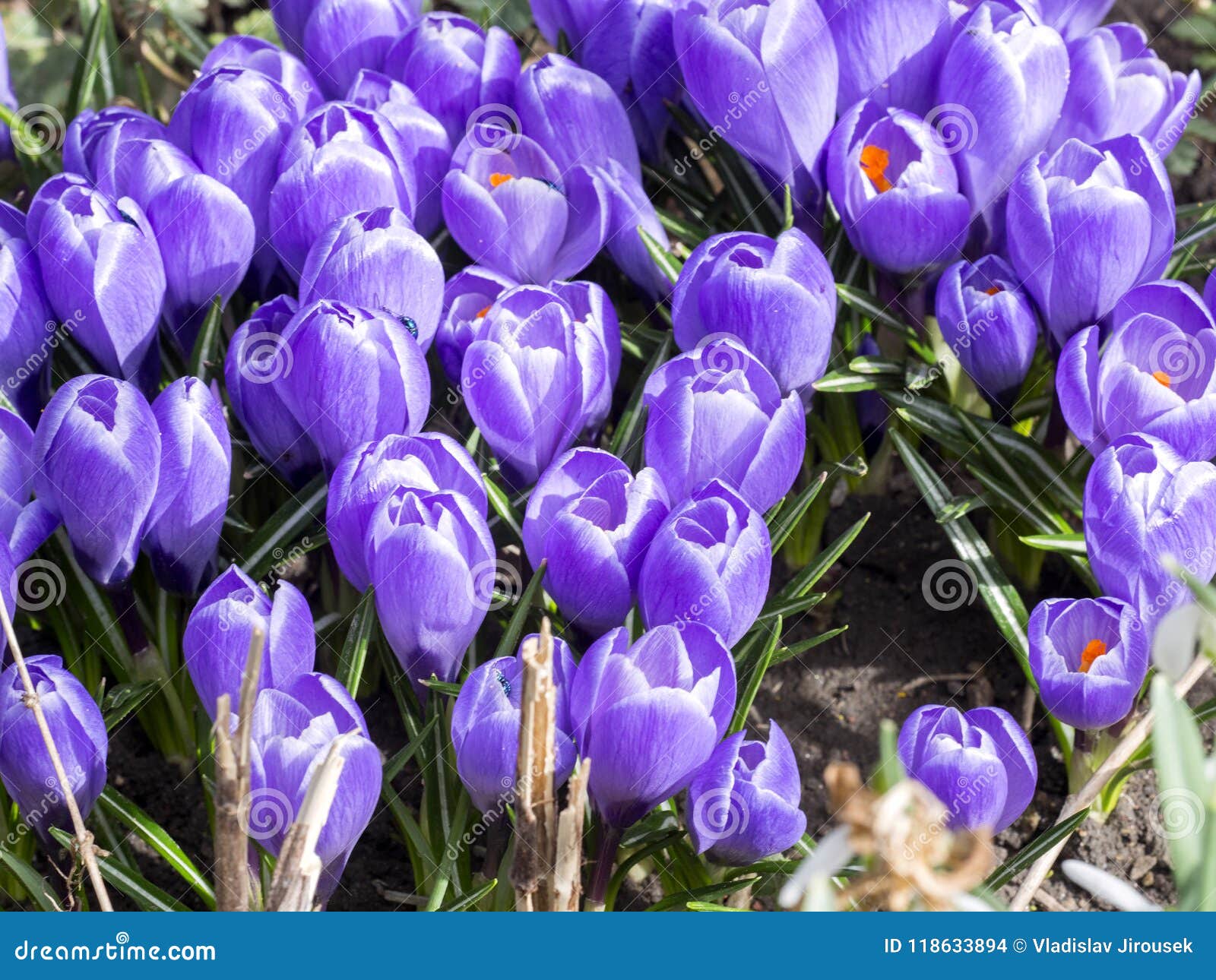 Beautiful Blooming Blue Crocuses Stock Photo - Image of crocuses ...