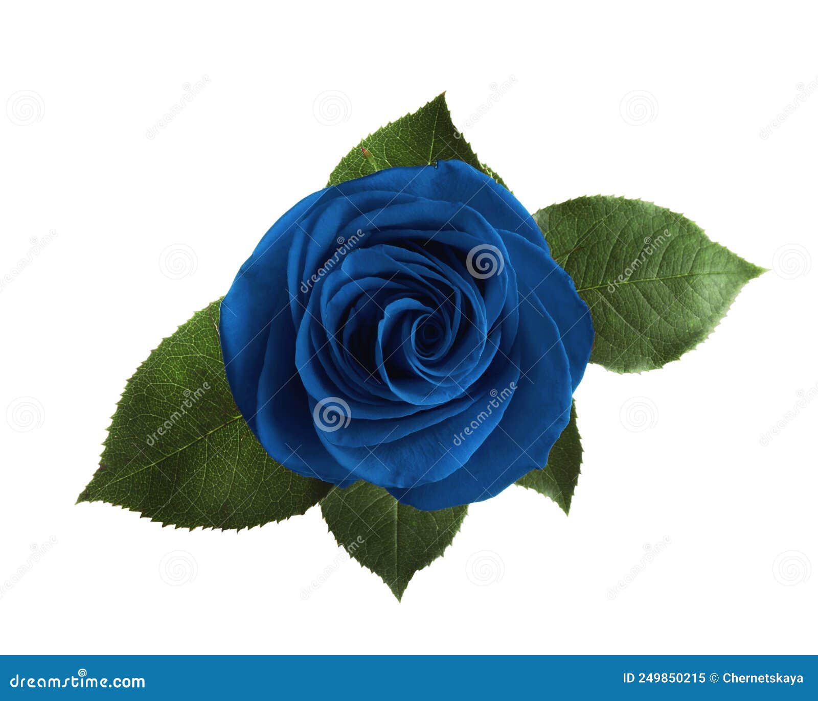 Beautiful Blooming Blue Rose on White Background Stock Image - Image of ...