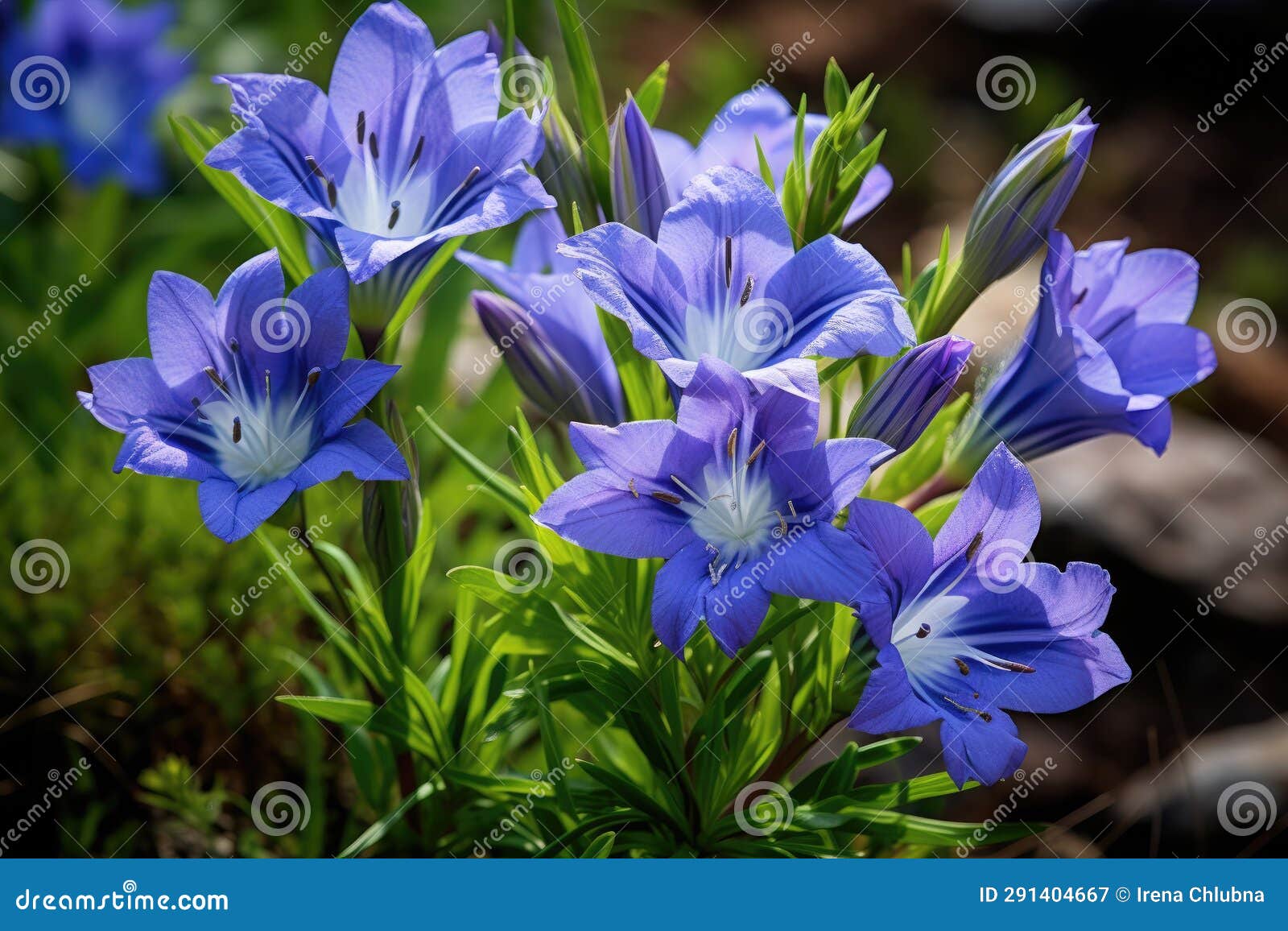 Beautiful Blooming Bluebells Blue Gentian Background Stock Illustration - Illustration of beauty ...