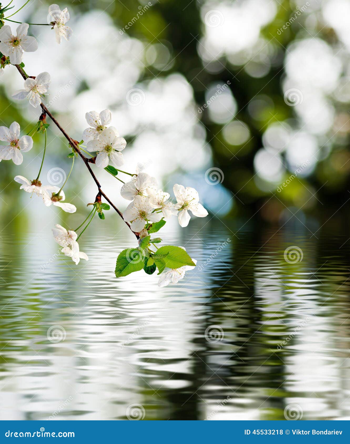 Beautiful Blooming Branch Over the Water Closeup Stock Photo - Image of ...