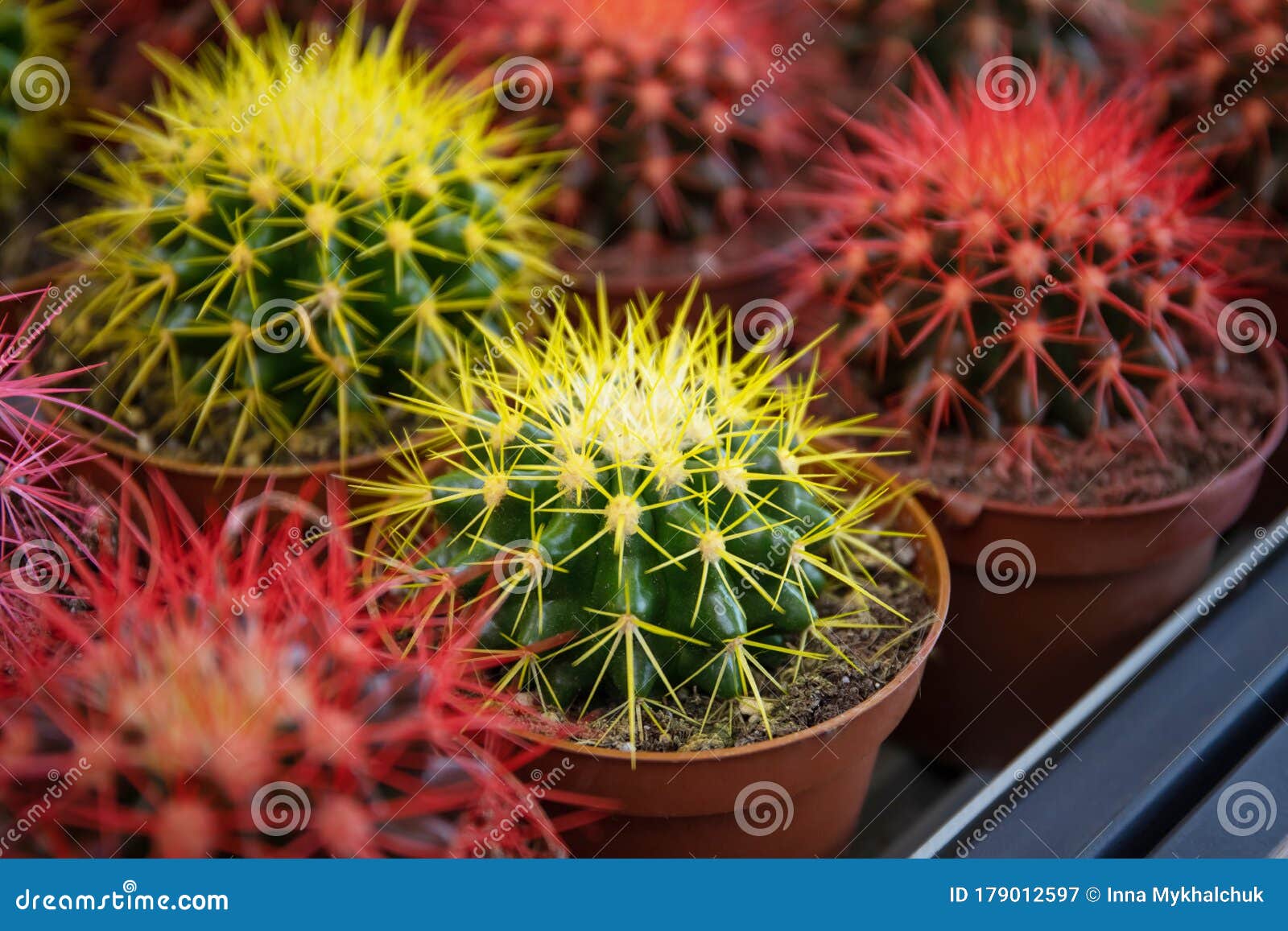 Beautiful Blooming Cacti. Composition with Cacti Stock Image - Image of ...