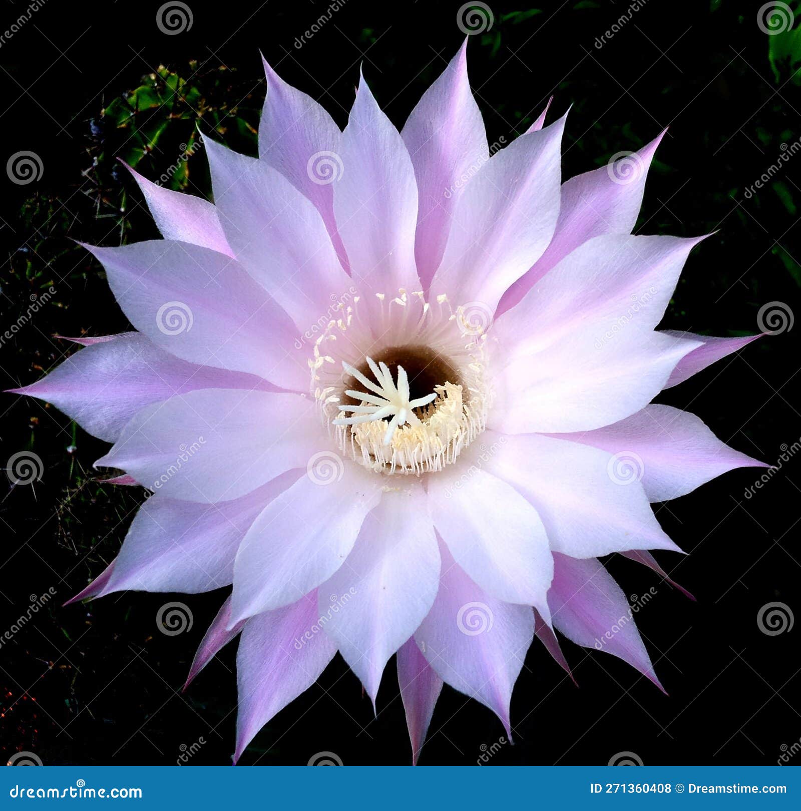 Beautiful Blooming Cactus at Night Time Stock Photo - Image of blooming ...