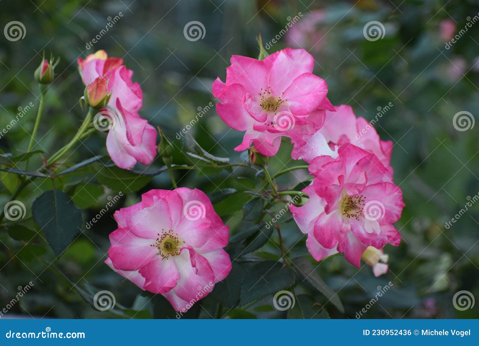 Beautiful Blooming Campfire Rose Perennial Stock Photo - Image of ...